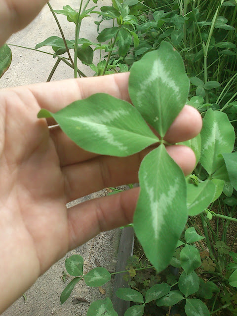 Badia Verde: Trebol rojo (Trifolium pratense)
