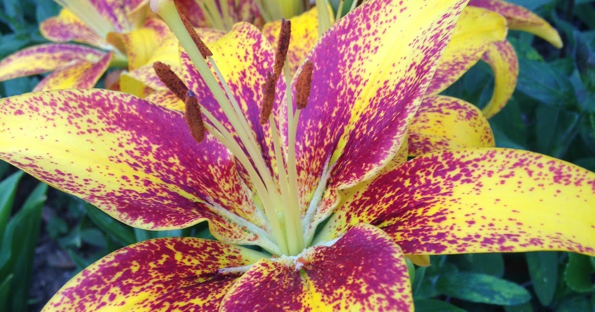 Linen & Silk: Letters From My Garden: The Nature of God: The Color of Mercy