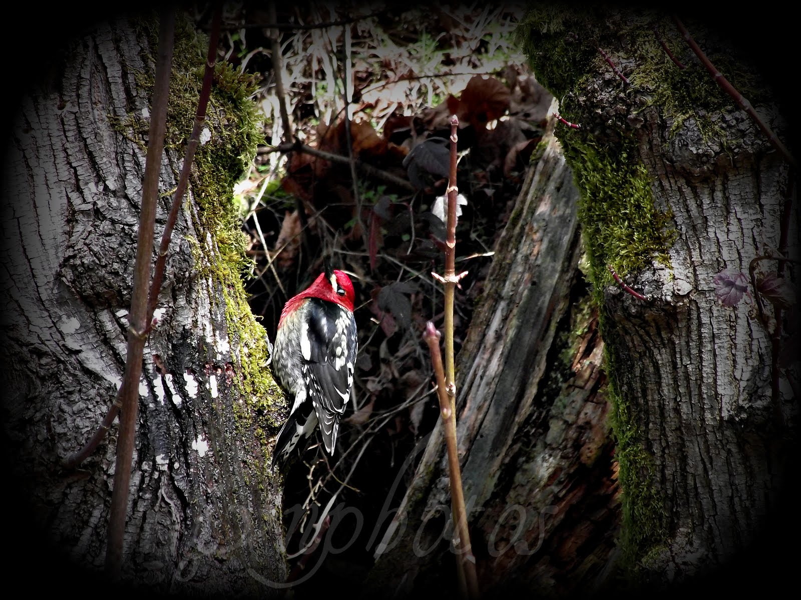 Photos by Jan: Triangle Lake, Oregon and Further Adventures