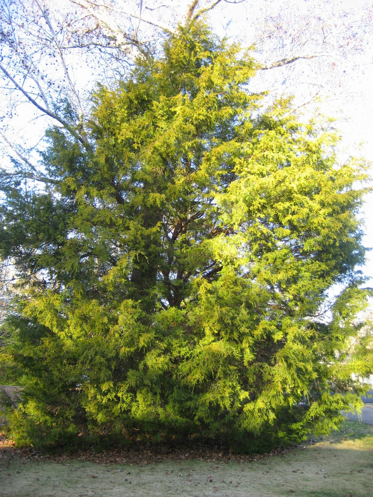 Discovering His Creation: Eastern Red Cedar (Juniperus virginiana)