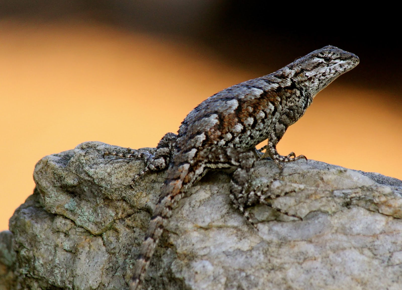Hoot Owl Karma: Home is Where the Fence Lizard Lives