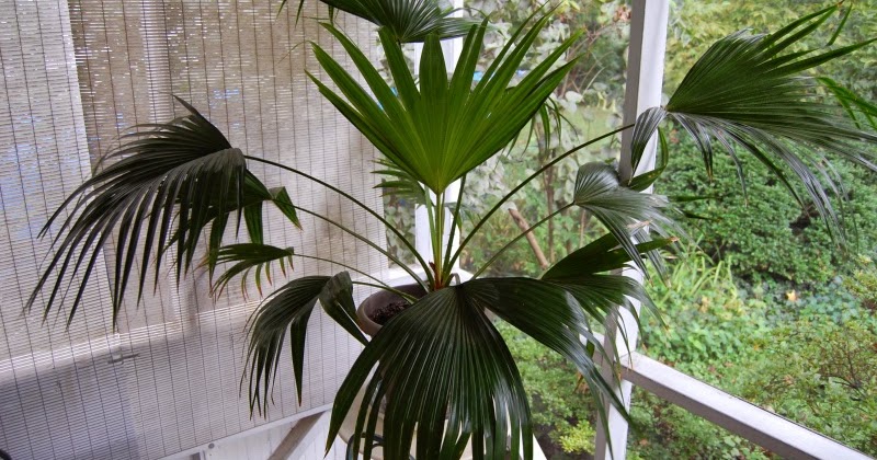 The Indoor Garden: How to grow a Chinese fan palm