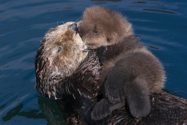 Baby Otters,I love milk as every baby: VIDRA / OTTER-PRESLATKA ...