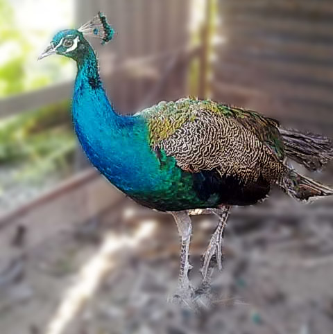 ExoticAnimalPlanet: Anak Burung Merak