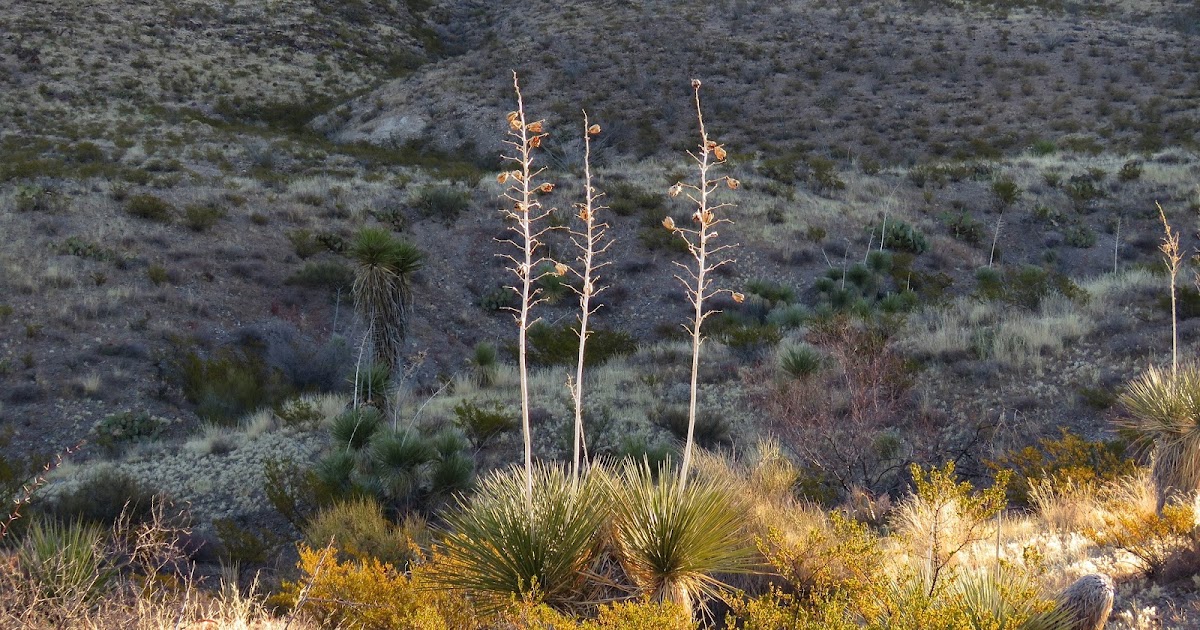 Desert Packrat: Bushwhacking the Outback