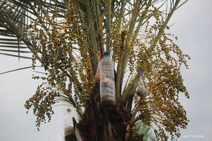 Wisata Kebun Kurma, Pasuruan