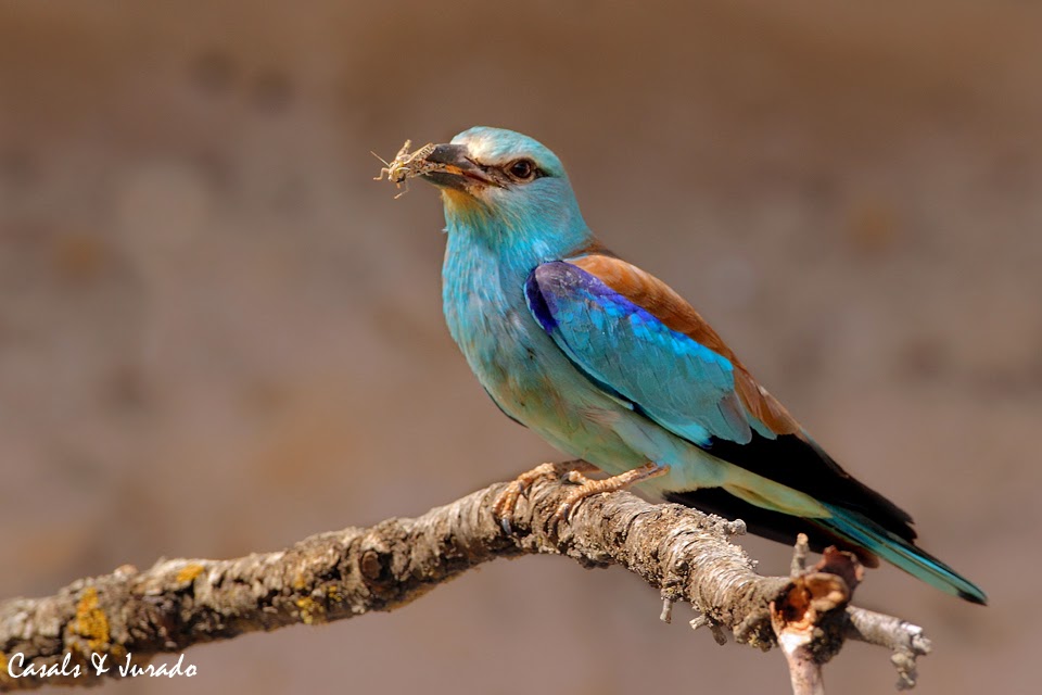 CRÒNIQUES NATURALISTES: FOTOS D'ALTRES GRUPS D'AUS