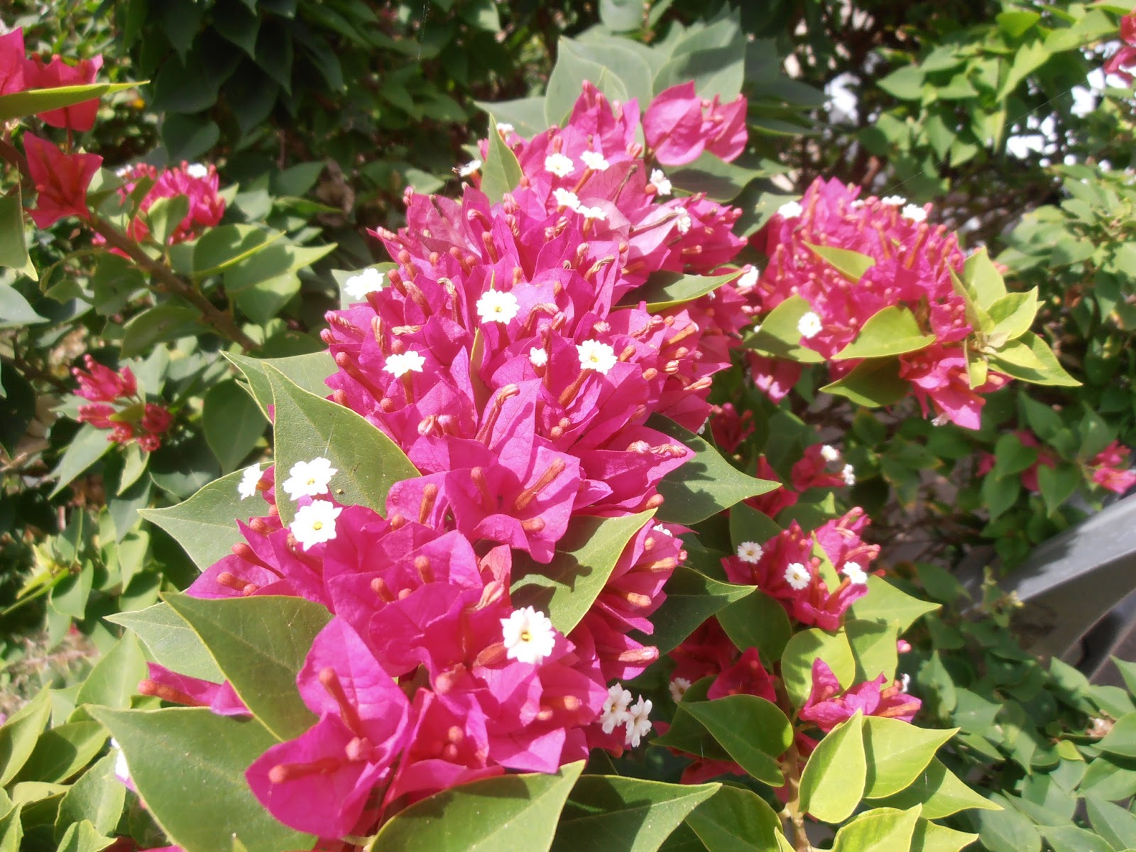 Flora de Puerto Rico Ilustrada Papo Vives: NYCTAGINACEAE-Bounganvillaea ...