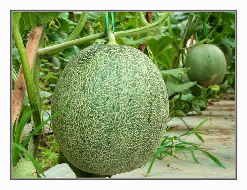 Mutia Rosa's Blog: MELON TRANSGENIK DAN PERMASALAHANNYA