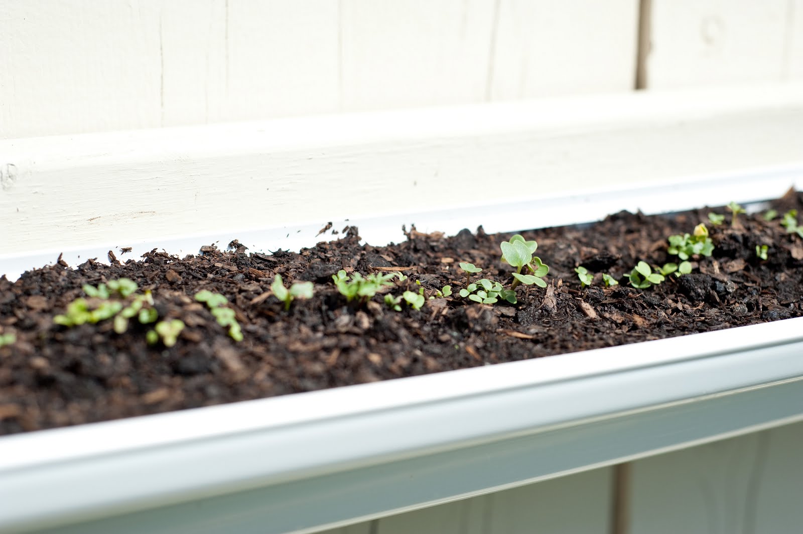 Candra Tinis Photography: Gutter Garden Tutorial