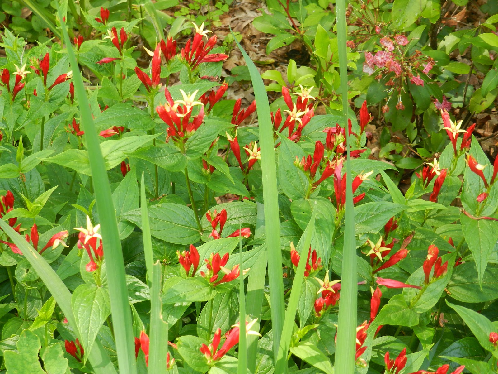 Prairie Rose's Garden: Finding Paradise in Asheville, North Carolina