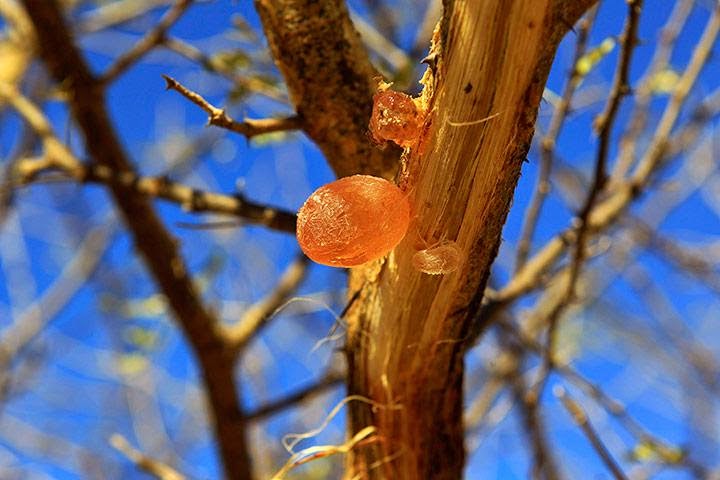 Kajian Khasiat Luban Gam Arab Al-Manna | Download Percuma