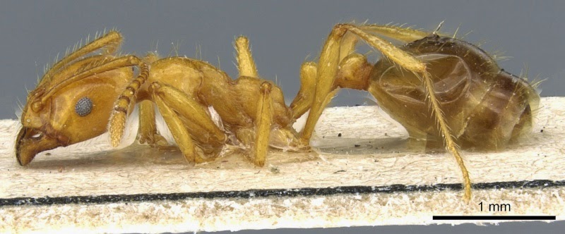 Variety of Life: Monomorium