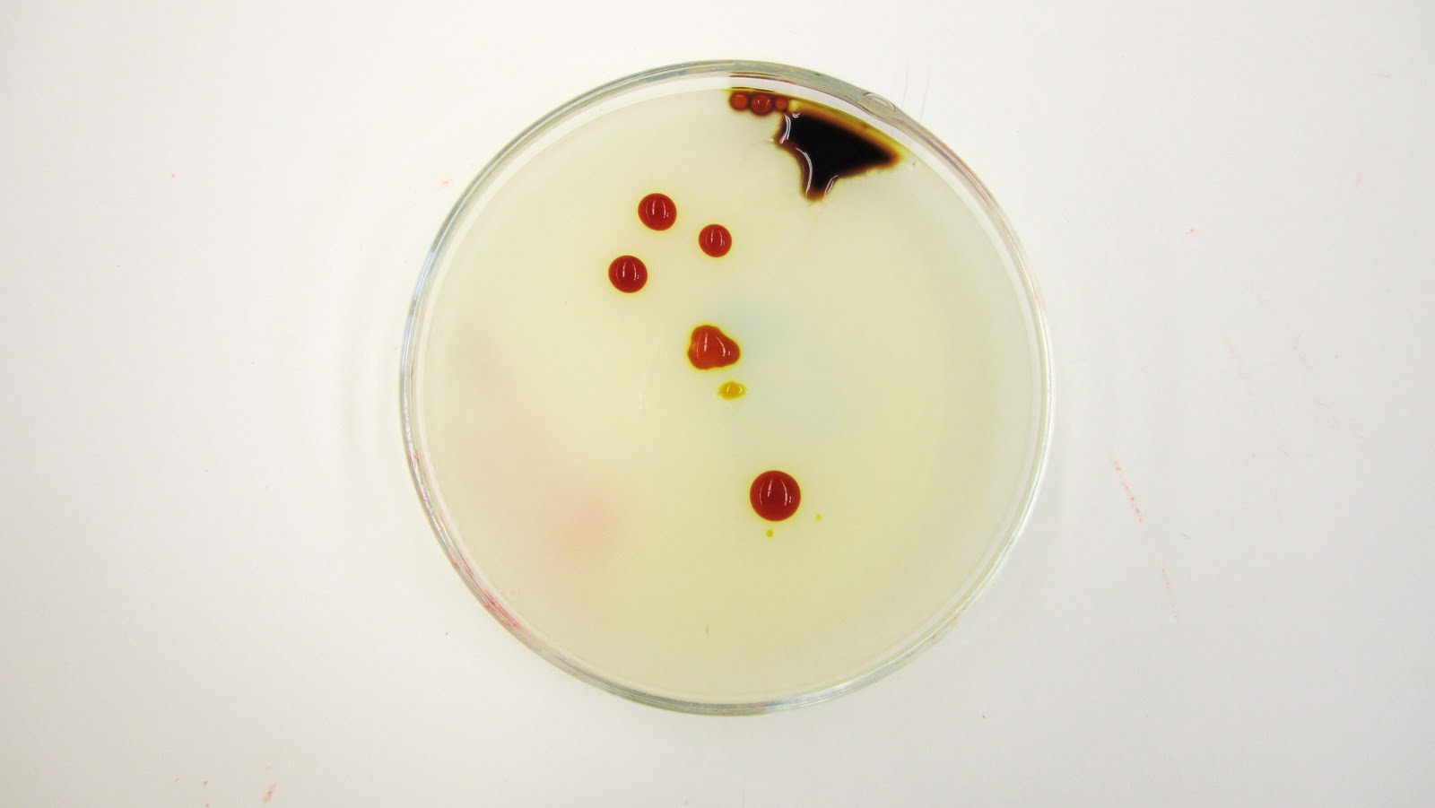 MicrobeDiscoveries: Starch, Lipid, Casein, and Motility Results