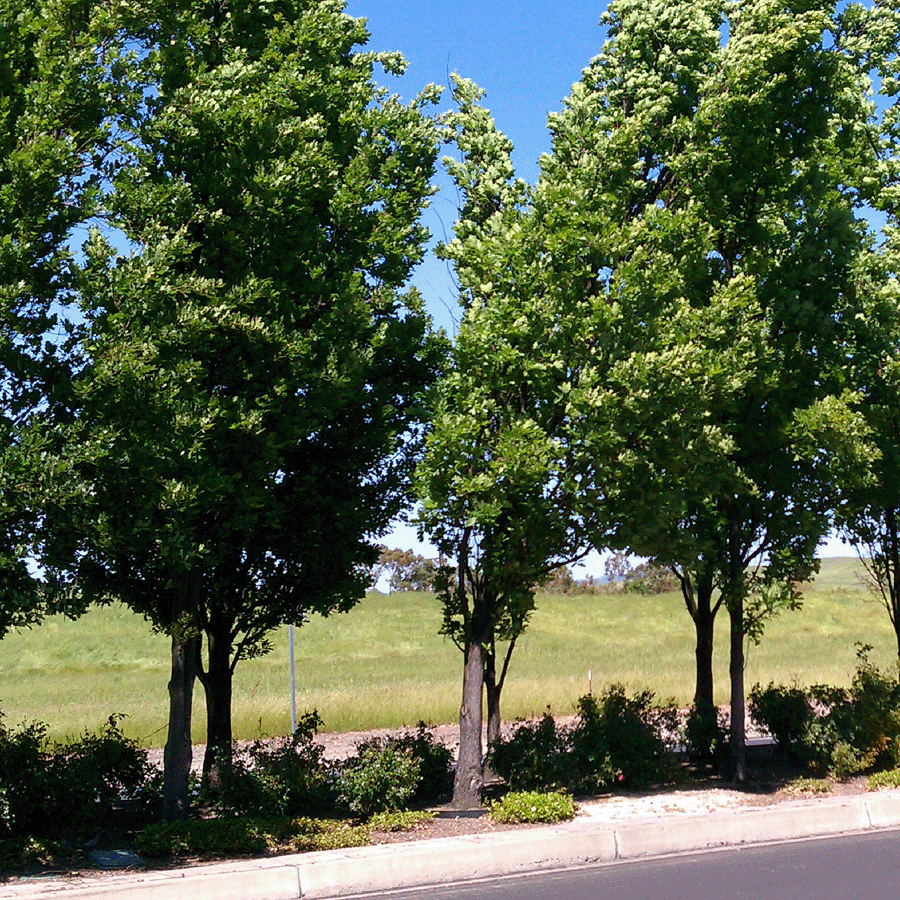 Eden By The Bay: Street Trees Through the Seasons - Upright English Oak