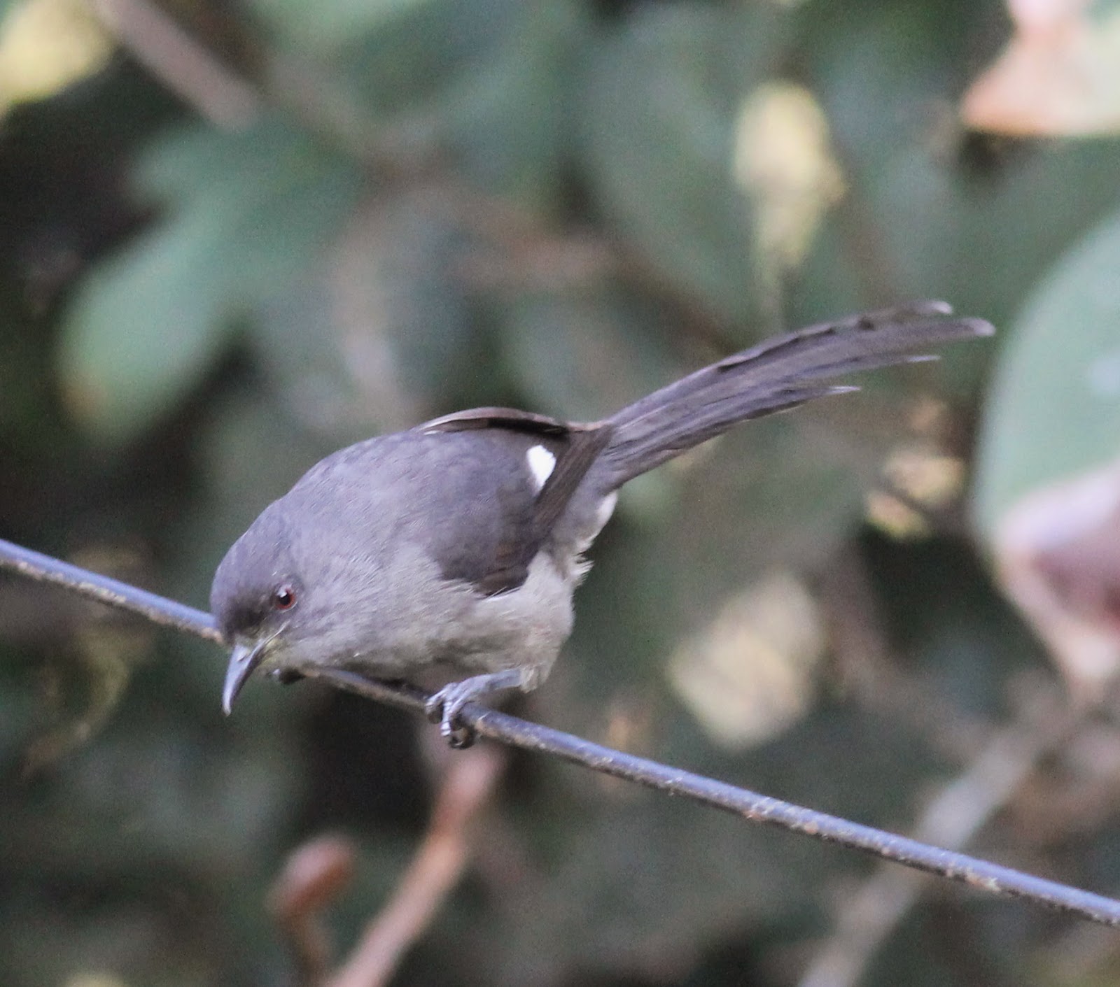 Ron-Nature-Adventures: Birds of Fraser's Hill, Malaysia
