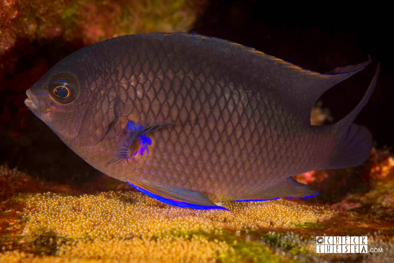 Check the Sea. Web de buceo y fotografía submarina de las Islas ...