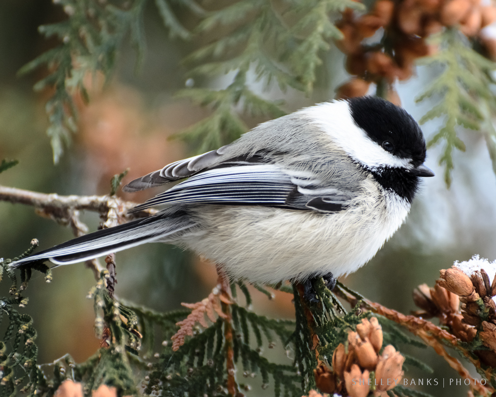 Prairie Nature: Winter Chickadee in Saskatchewan