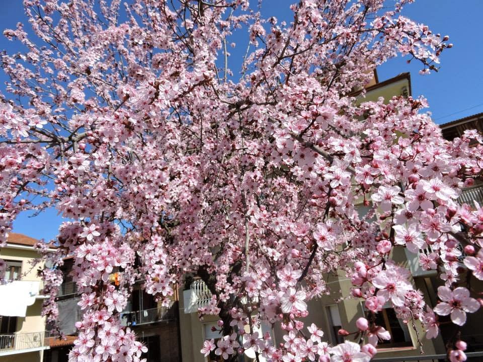 EMOZIONANDO: LE MIE FOTOGRAFIE......PESCHI IN FIORE