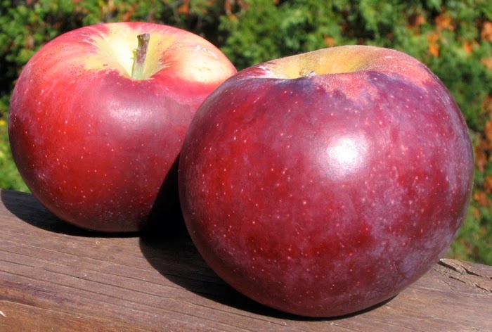 Fall colors - Adam's Apples