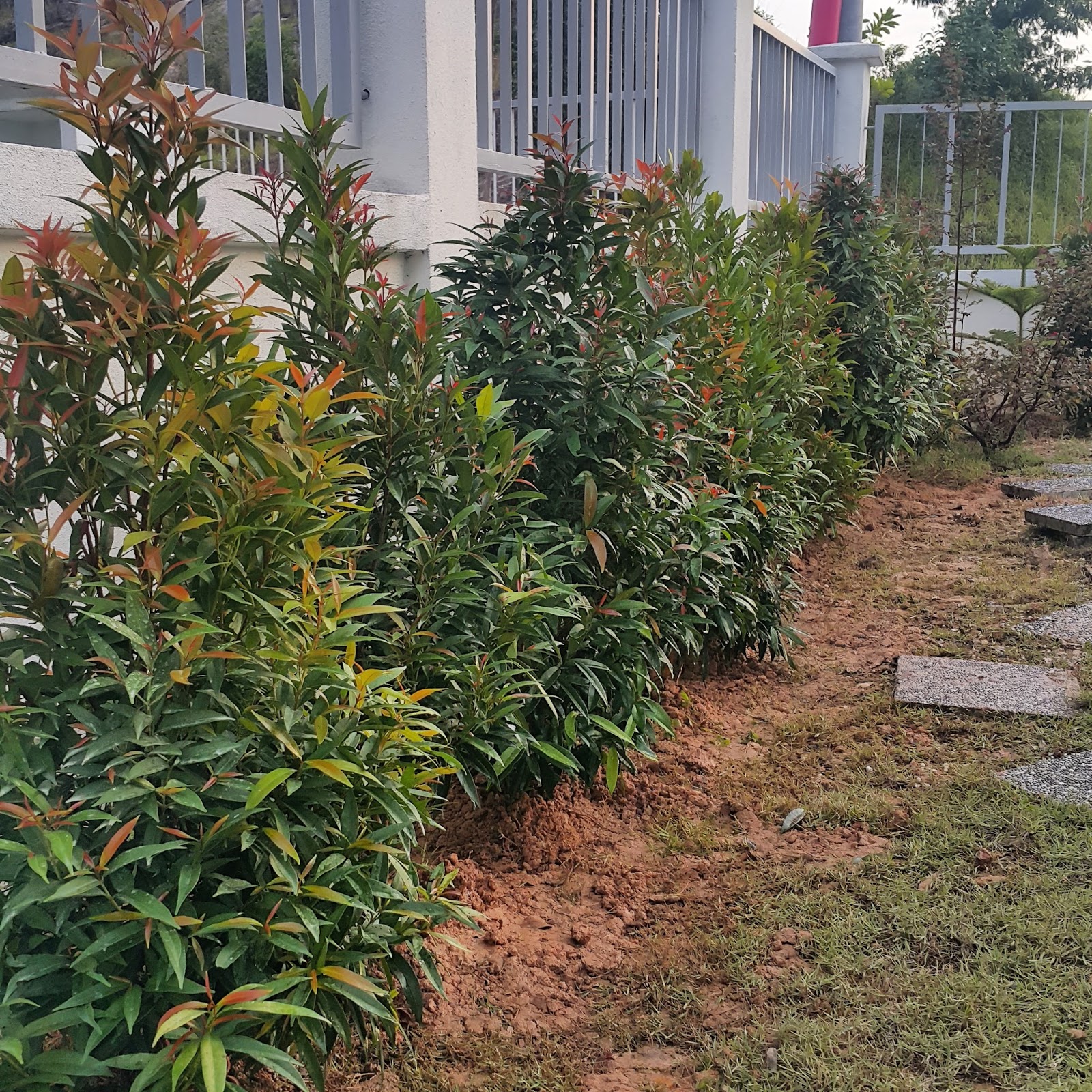 GARDENING: Project Fasa 1 (Tanam pokok pagar)
