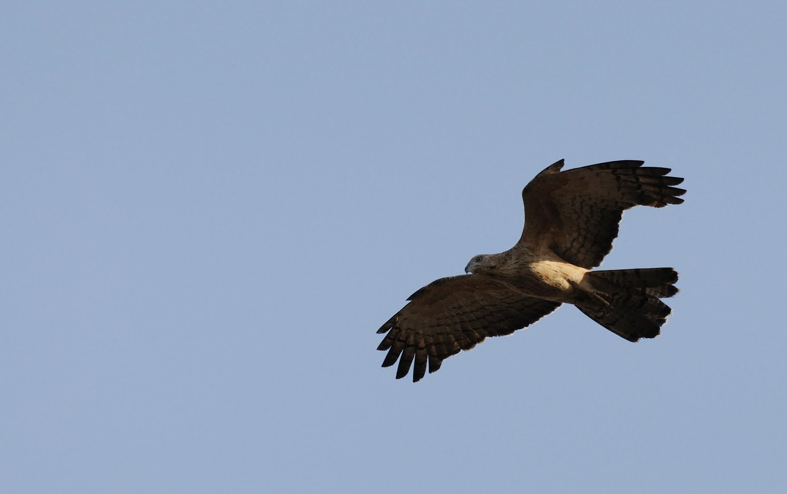 Zunka Bhakri......: On trail of Tiger @ Tadoba-Kolsa
