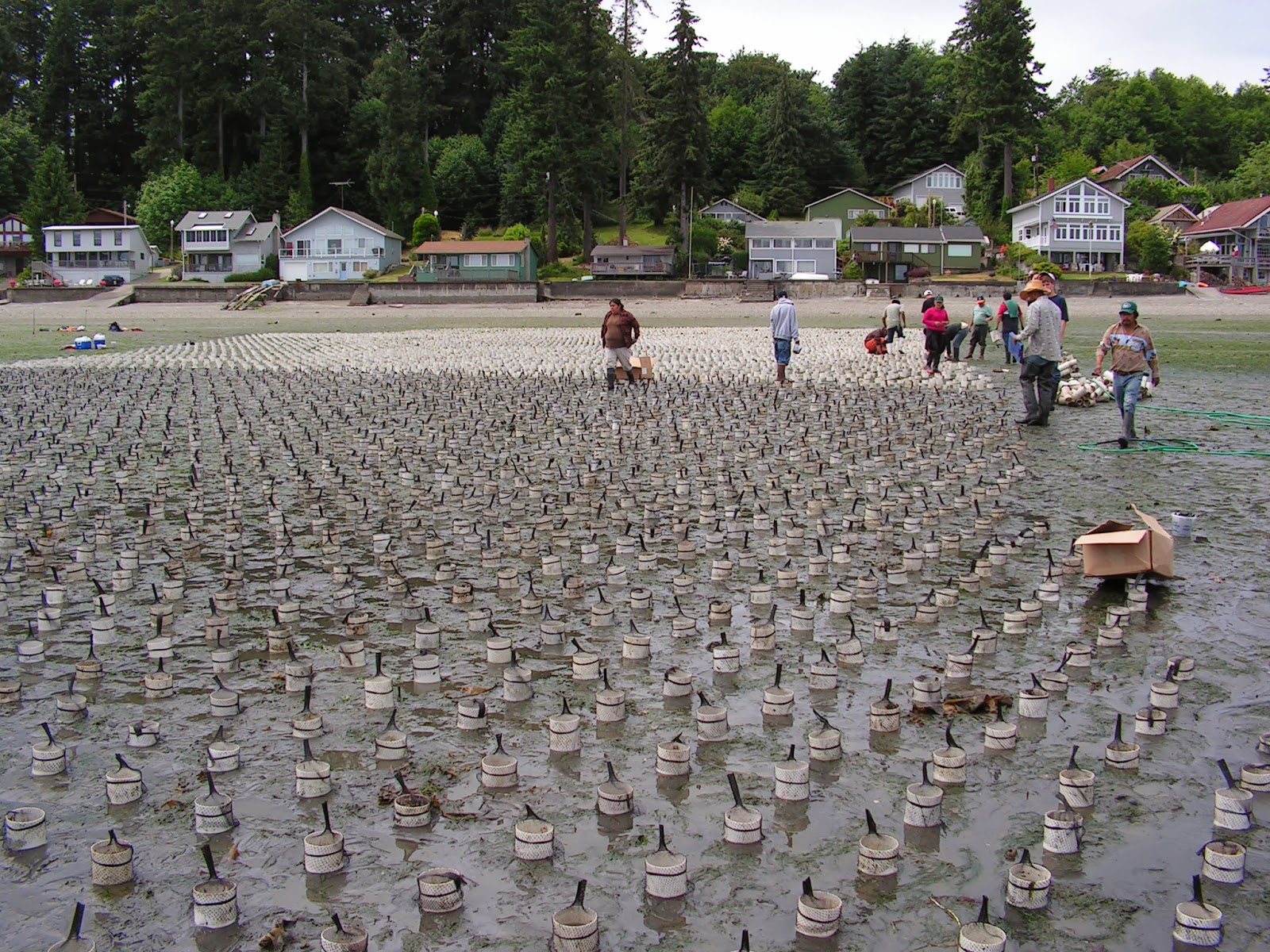 Protect Our Shoreline News: China Bans Importing of Washington Geoduck ...