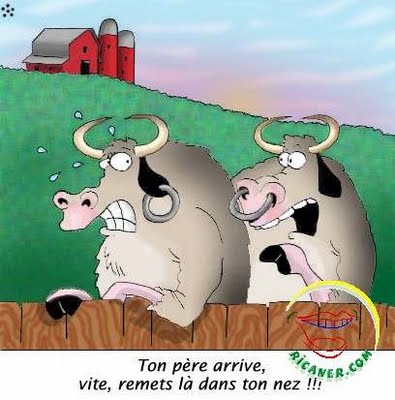 VACHES SACREES: HUMOUR