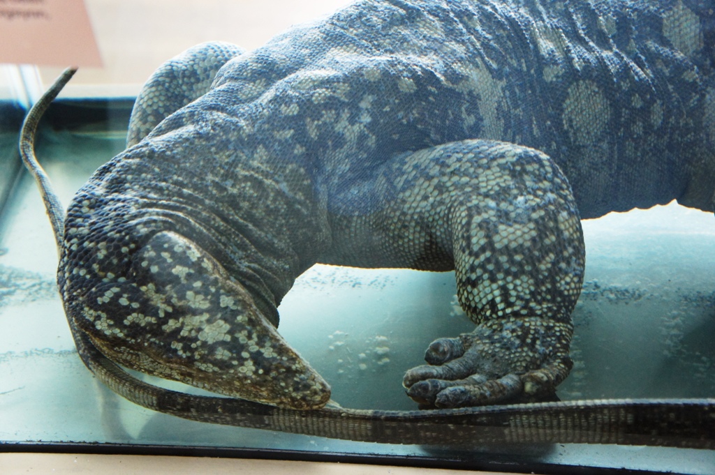 OUR PHILIPPINE TREES: The Large Tree that could Make a Lizard Cry