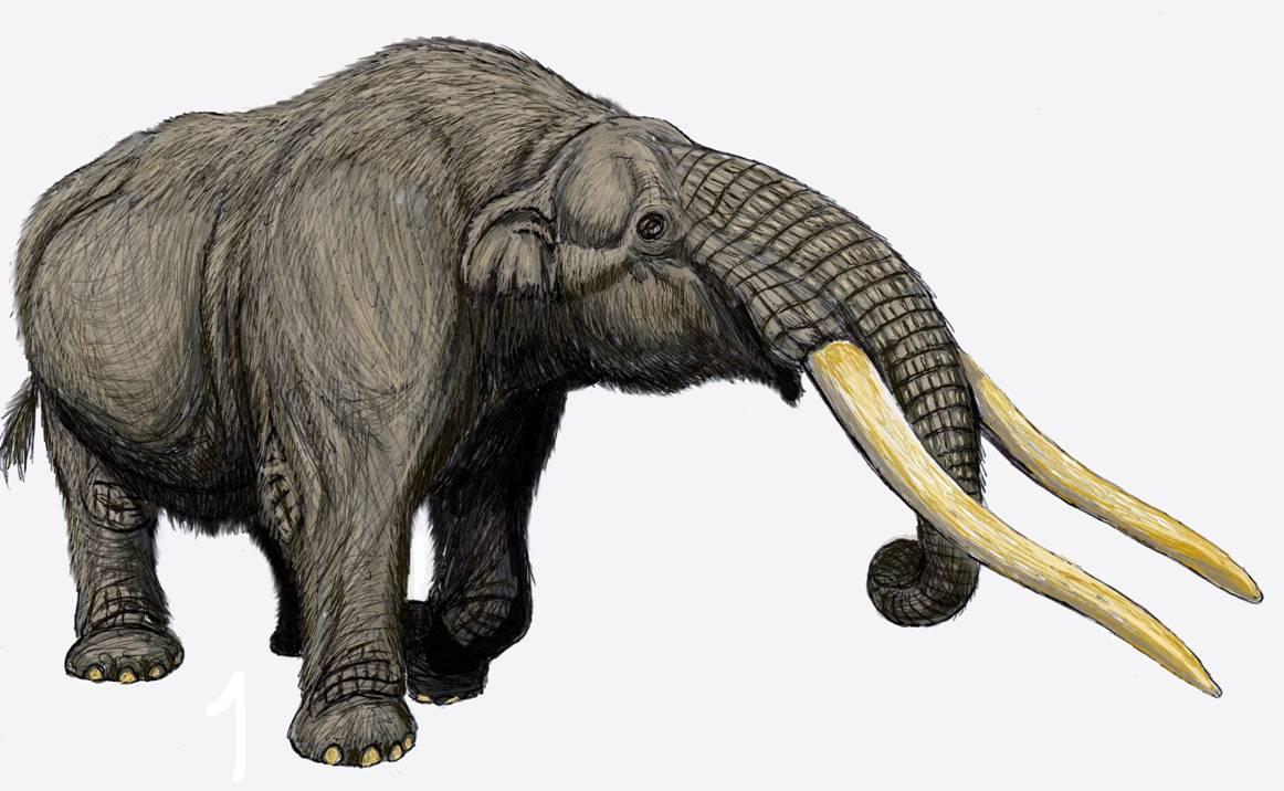 Paleontología en Colombia: Mastodontes en Colombia (I Parte)