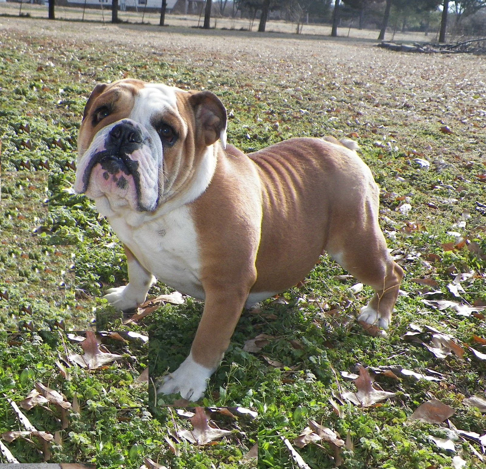 MorsoRosso: MINIATURE BULLDOG