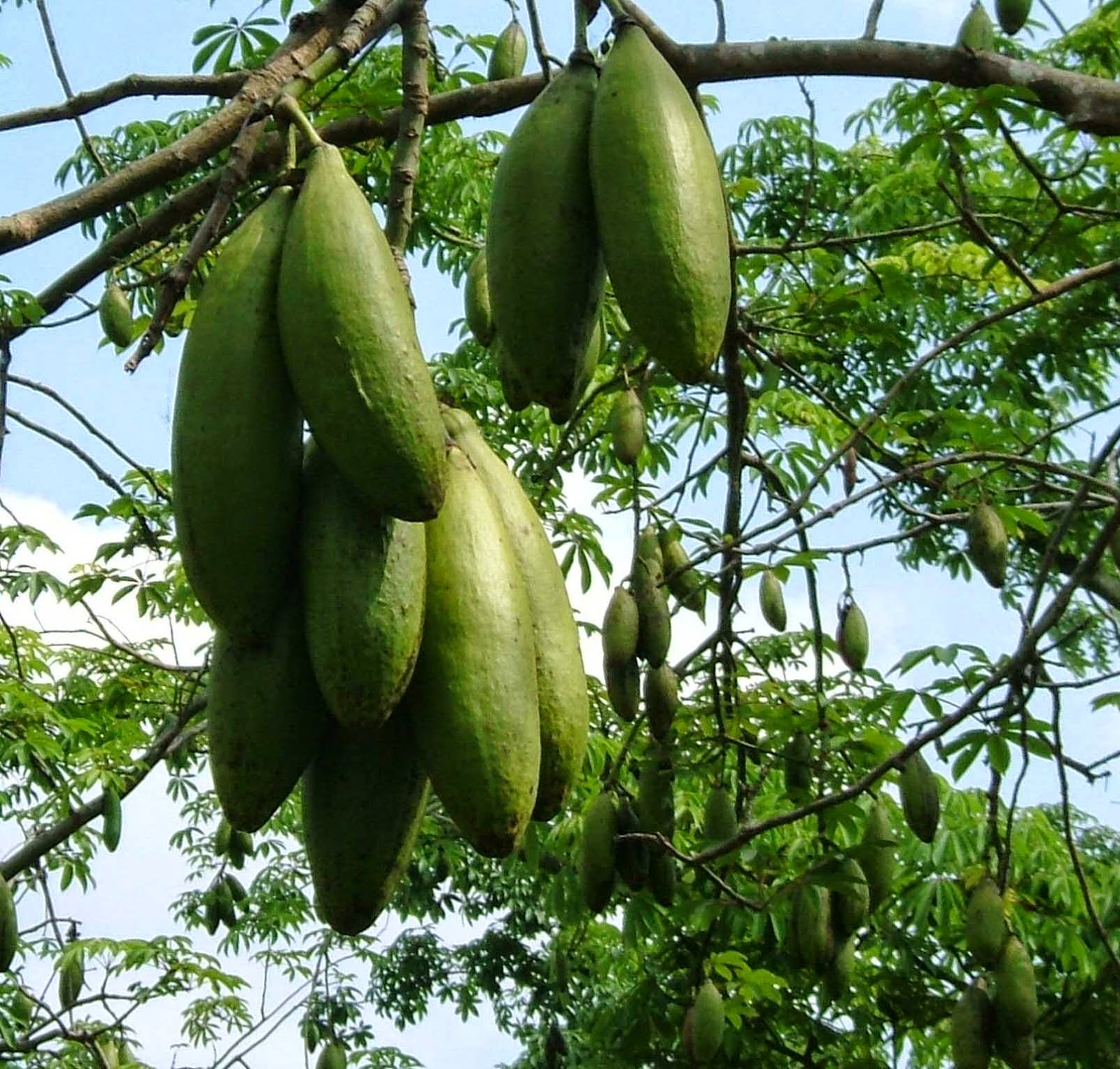 RAWATAN ALTERNATIF QALBUN RAHMAH: TERAS AJAIB POKOK KEKABU