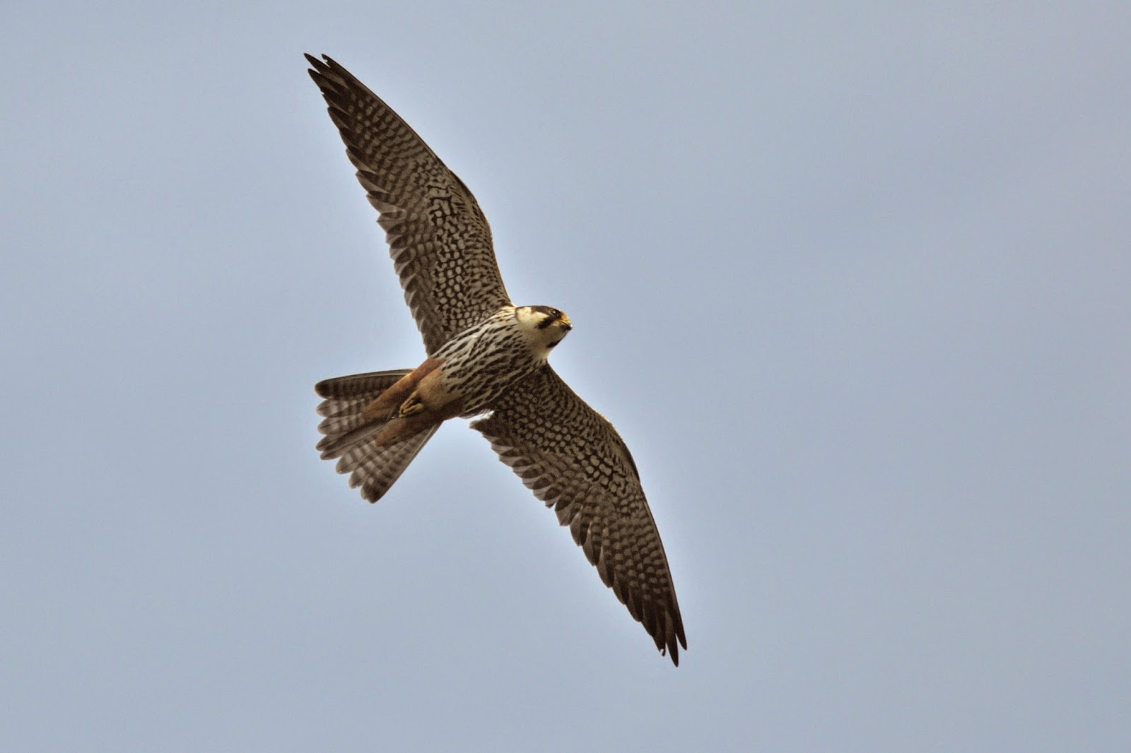 johnfinlaysonbirder: Hobby Hawks galore at Titchmarsh LNR ........