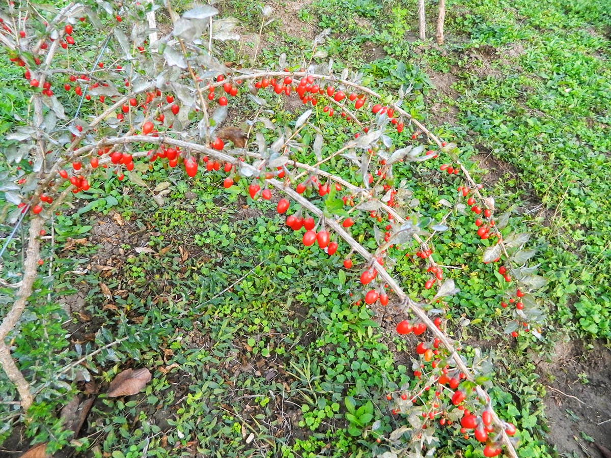 Goji | PLANTE GOJI DE CALITATE | FRUCTE GOJI | PLANTE ARONIA: Imagini goji