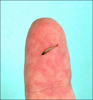 Miau Wantz Her Fillet: World Smallest Fish