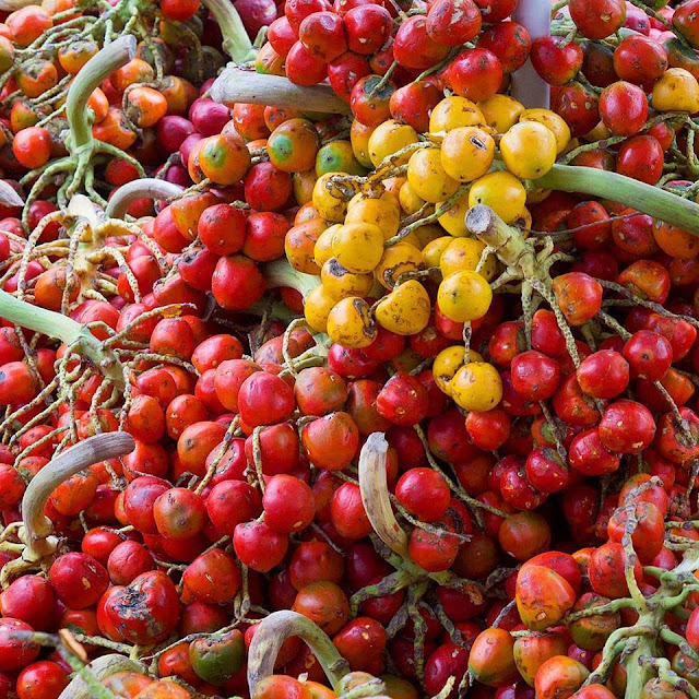 CHOCÓ BIODIVERSO ~ BiodiverChoc