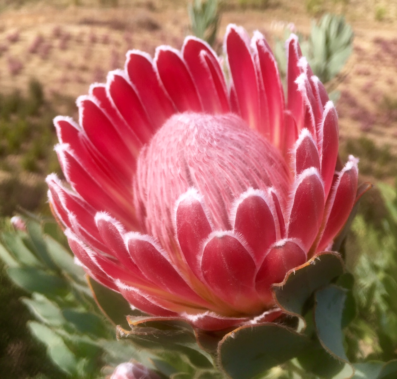 A Passion for Flowers: In the Field: Lady Di