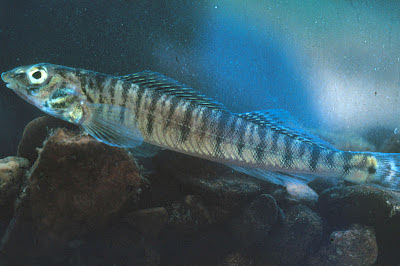 Fish Index: Logperch (Percina caprodes)
