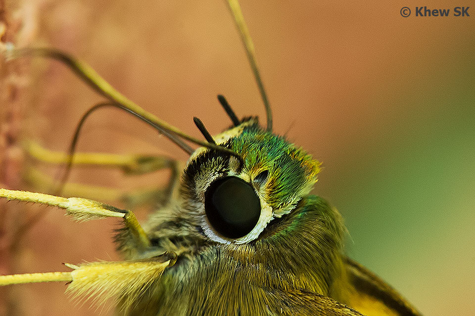 Butterflies of Singapore: The Butterfly Labial Palps