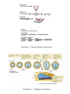 MAKALAH GASTRULASI | C E O - Makalah