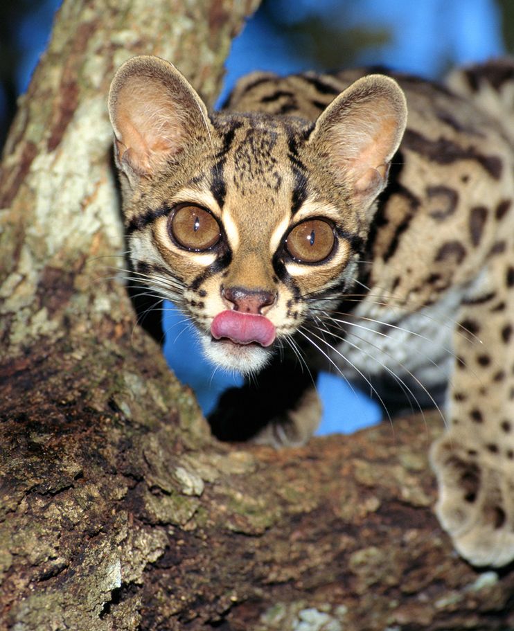 MARGAY photos - wallpapers | the fun bank