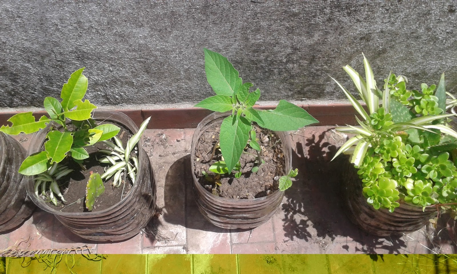 Fitorremediación del Aire Interior