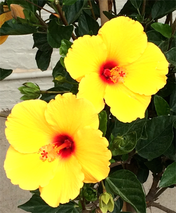 bensozia: Random Flowers