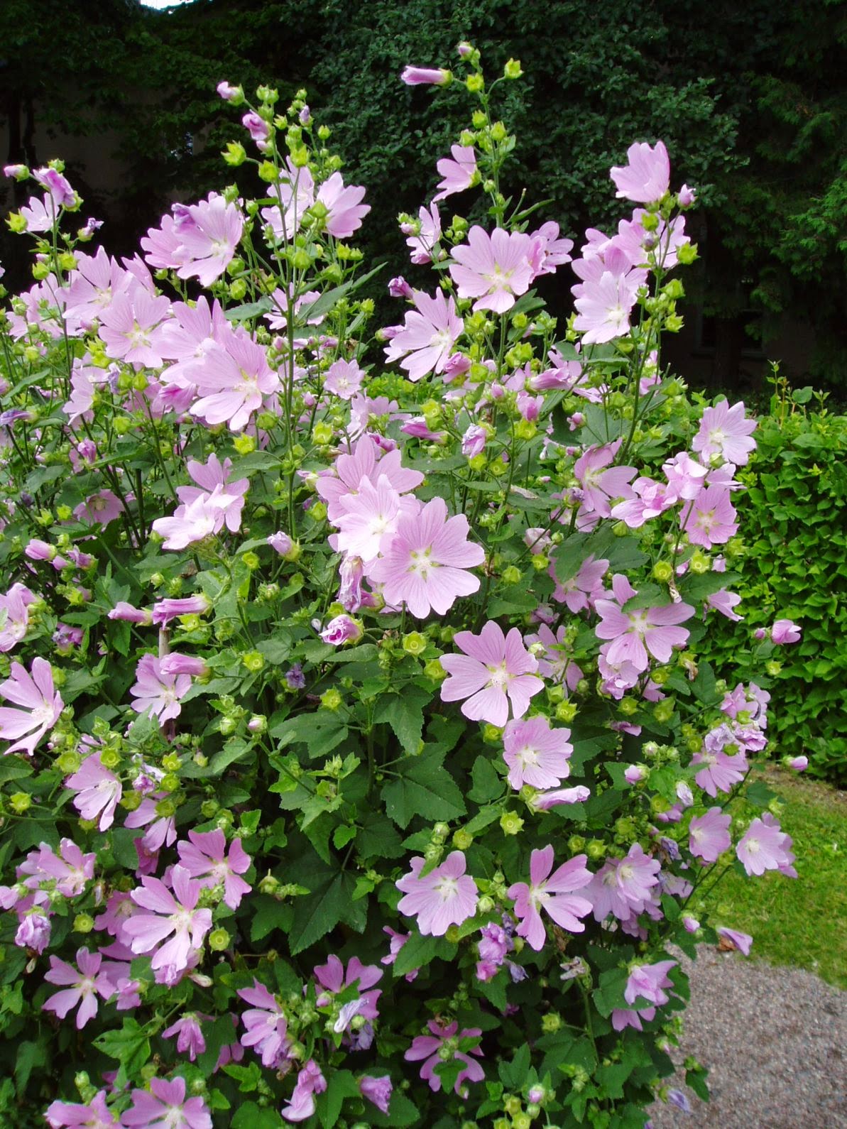 Plant of the Day: Plant of the day is: Lavatera thuringiaca or tree ...