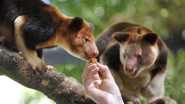 Trabajar en el zoo: Cuidados del canguro arborícola de Goodfellow