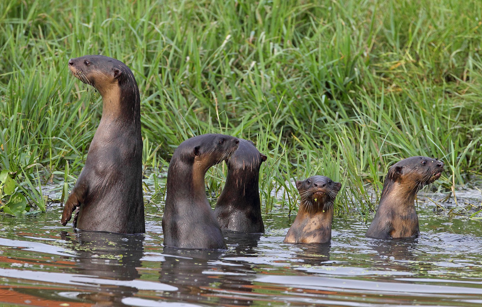 Smooth-coated Otters