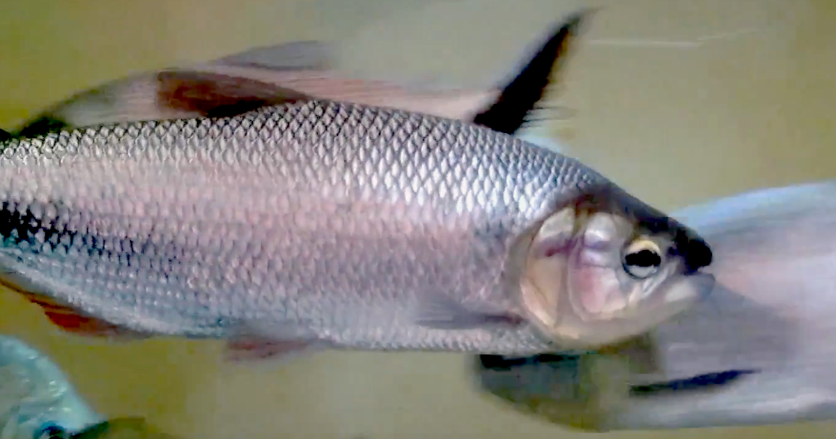 Aquarium Movies (Japan) archive 生きている魚図鑑: ピラプタンガ sp. Piraputanga Brycon sp.