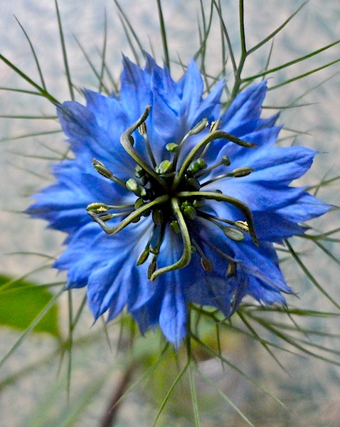 Where Five Valleys Meet: A pretty blue flower