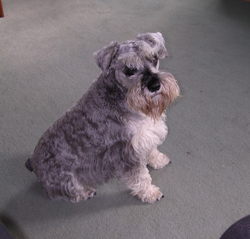 Schnauzer Days: Guest blog from some buddies of ours...