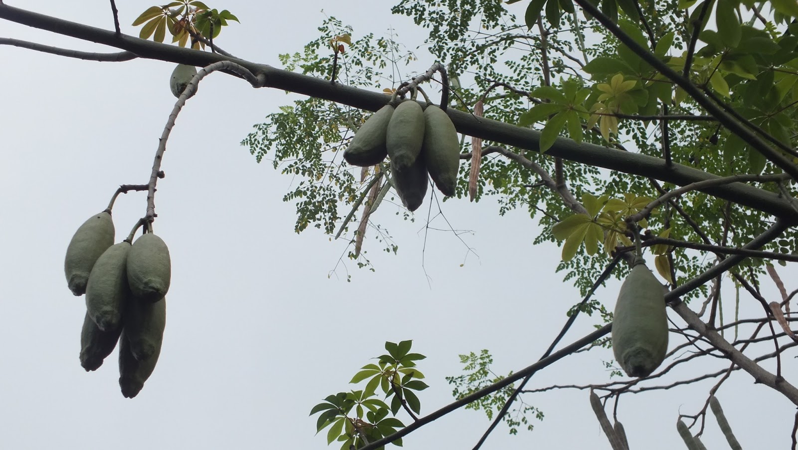 Photography with Dr. Ernie.: Kapok tree , Ceiba pentandra